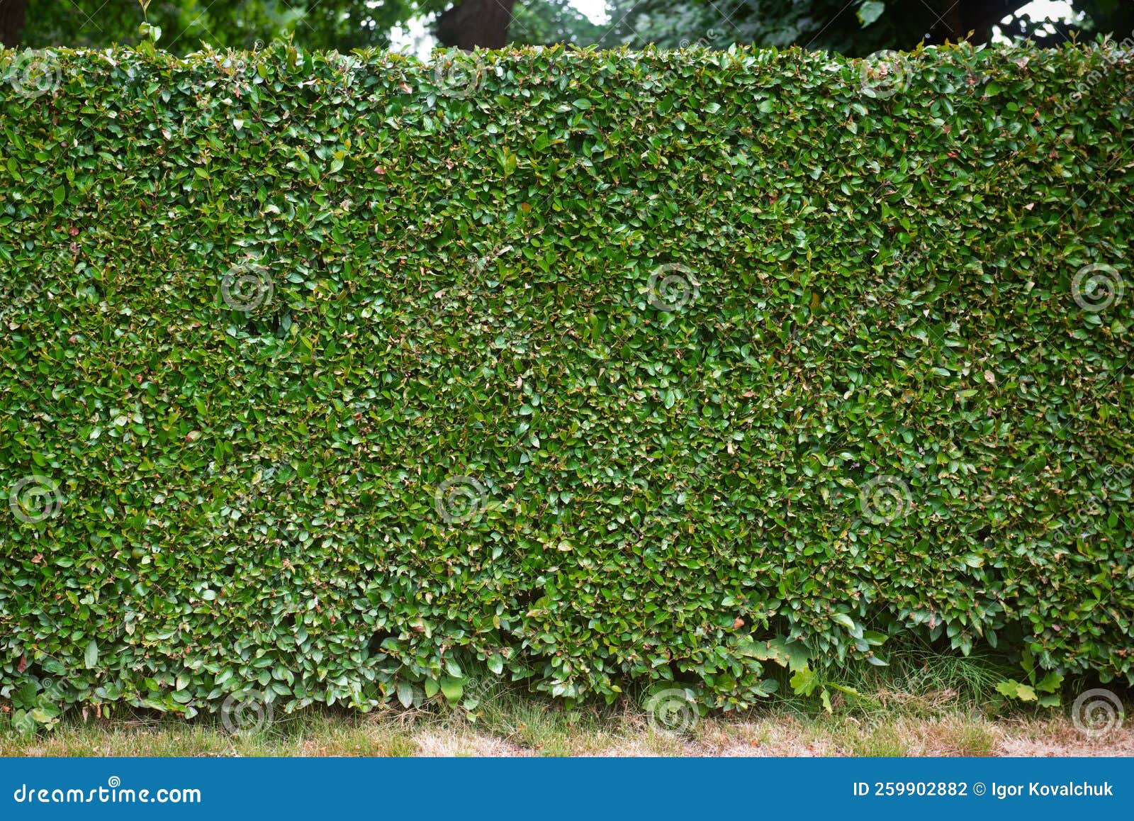 Natural green leaf wall stock photo. Image of green - 259902882