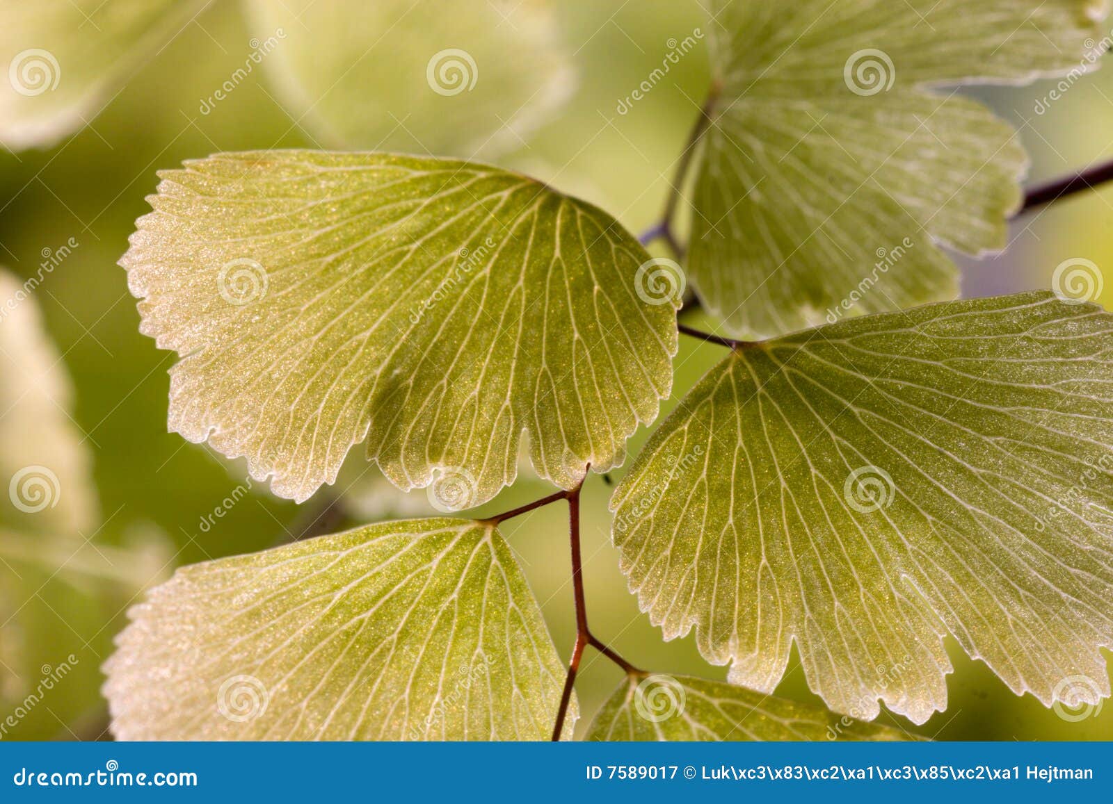 Natural green leaves stock image. Image of closeup, surface - 7589017