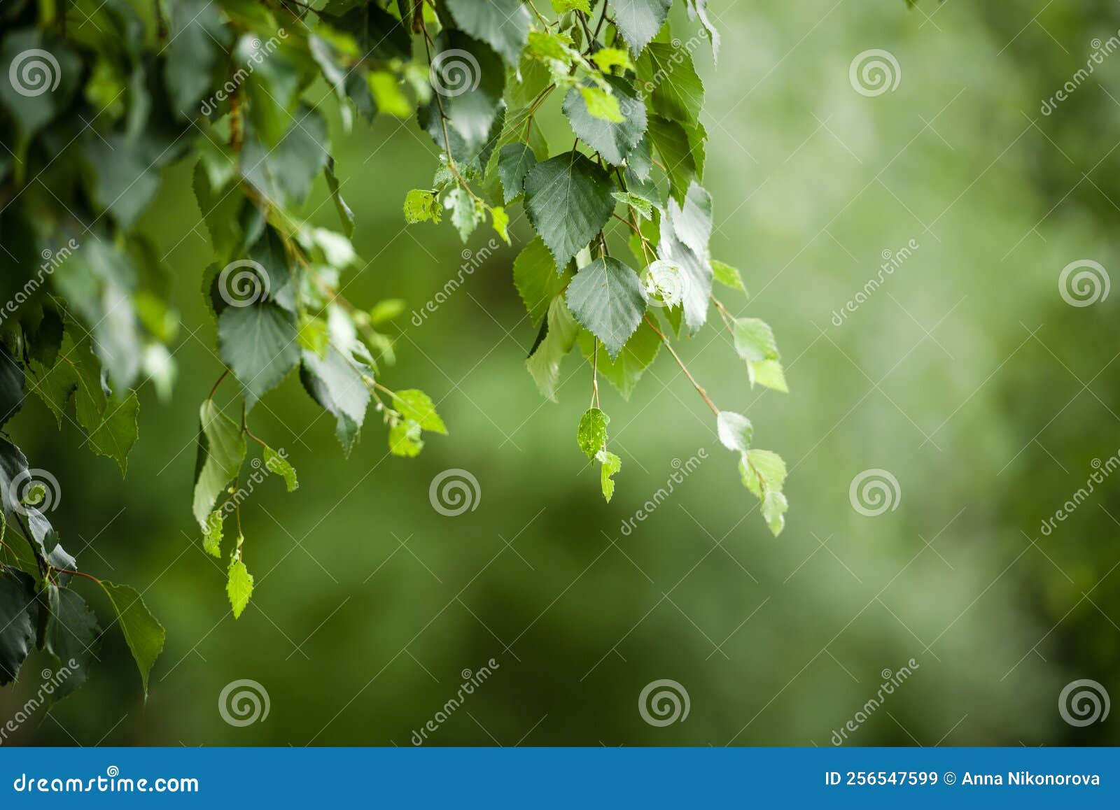 Natural Green Leaves on a Natural Background. Stock Image - Image of ...