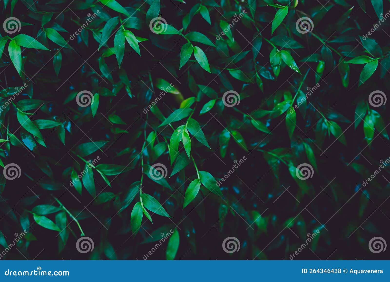 Natural Green Leaves Background. Stock Photo - Image of tranquility ...