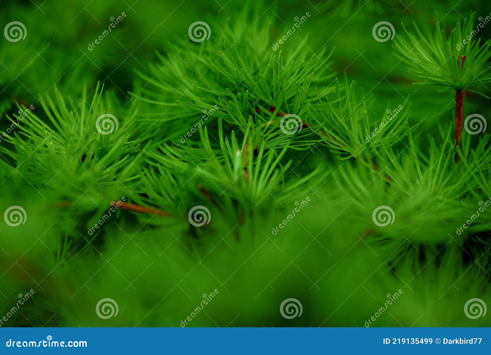 Natural Leaves of Pine Pattern Background for Design Stock Image ...