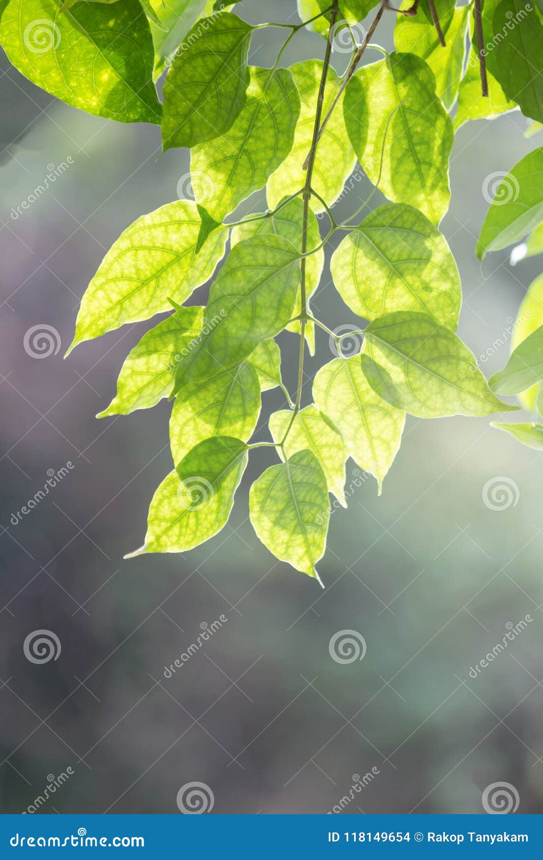 Natural Green Leaves with Soft Light Bokeh for Background, Selective ...