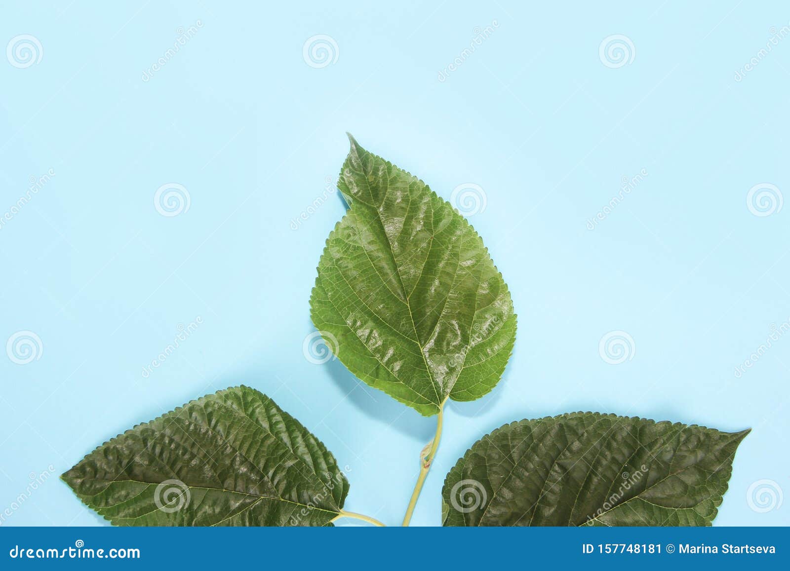 Natural Green Leaves of the Tree with a Vein Pattern Stock Image ...