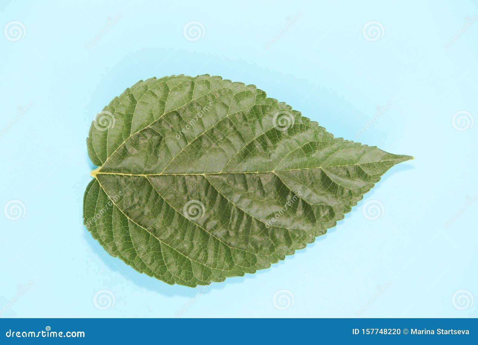 Natural Green Leaves of the Tree with a Vein Pattern Stock Photo ...