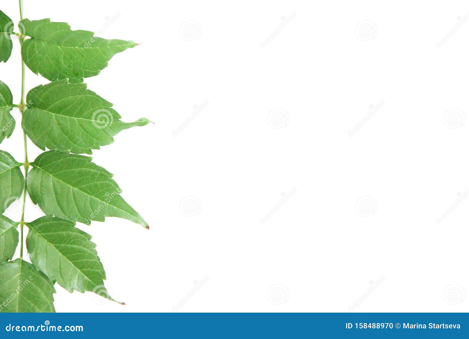 Natural Green Leaves of the Tree with a Vein Pattern Stock Photo ...