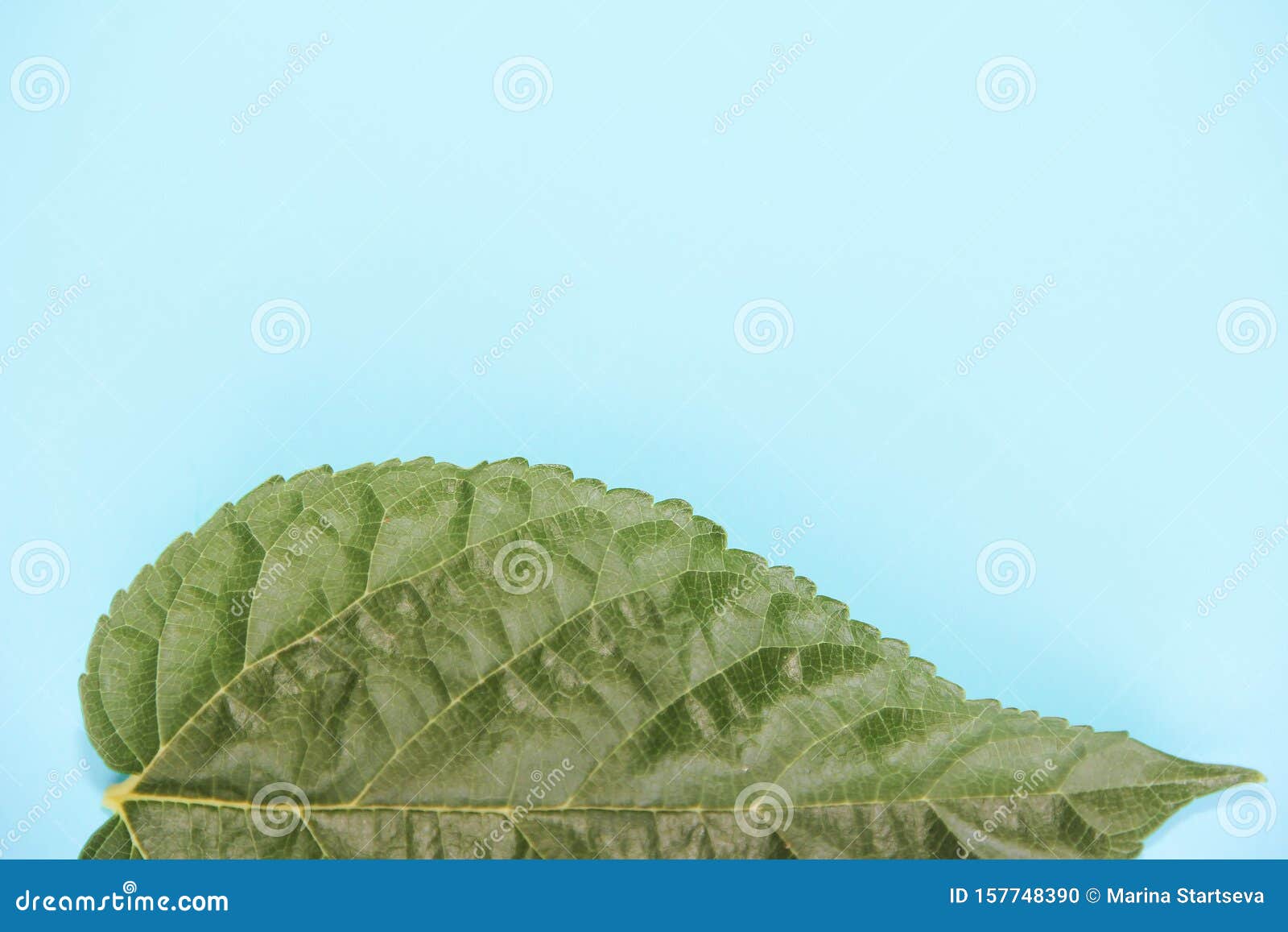 Natural Green Leaves of the Tree with a Vein Pattern Stock Photo ...