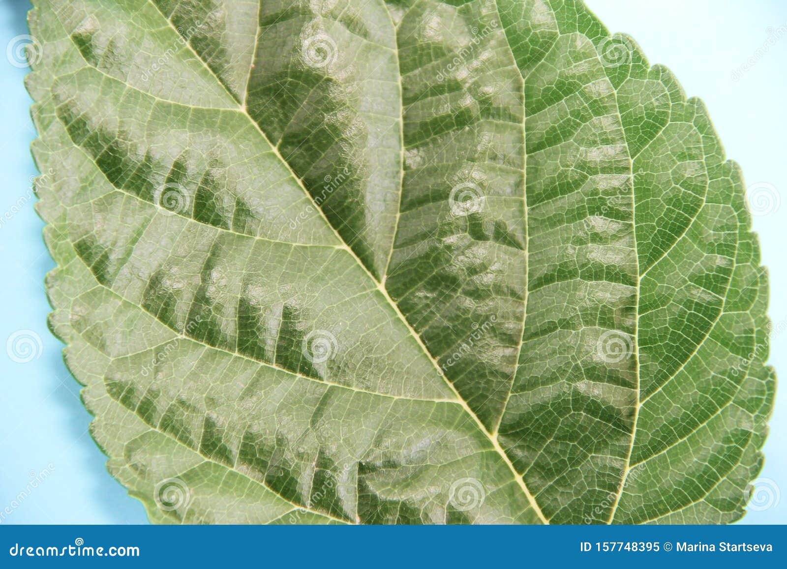 Natural Green Leaves of the Tree with a Vein Pattern Stock Image ...
