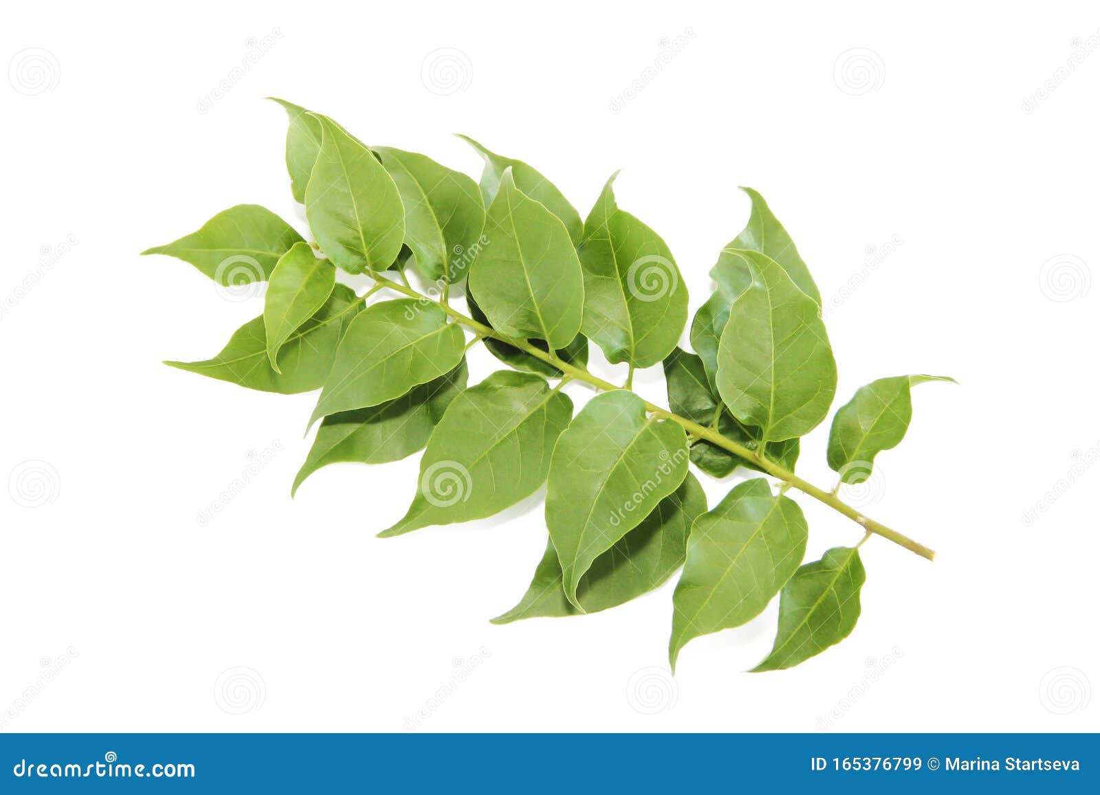 Natural Green Leaves of a Tree with Veins on a White Background Stock ...