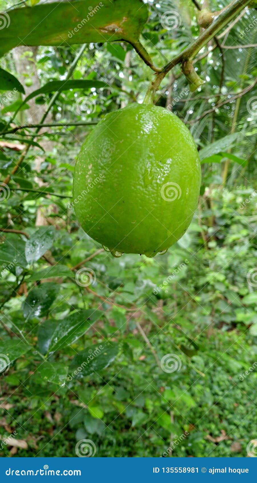 Natural lemon tree stock image. Image of juice, tree - 135558981