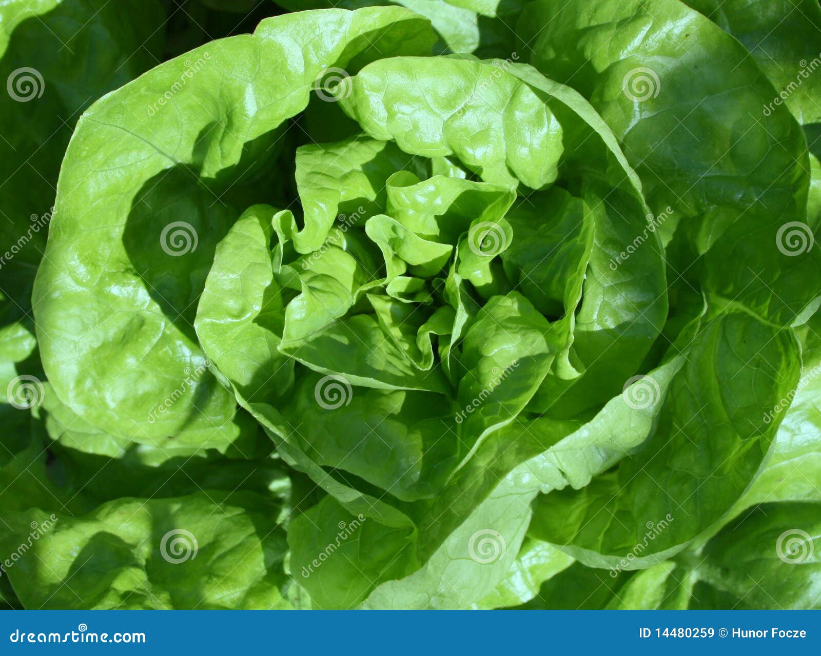 Natural Green Lettuce As Background Stock Image - Image of health ...