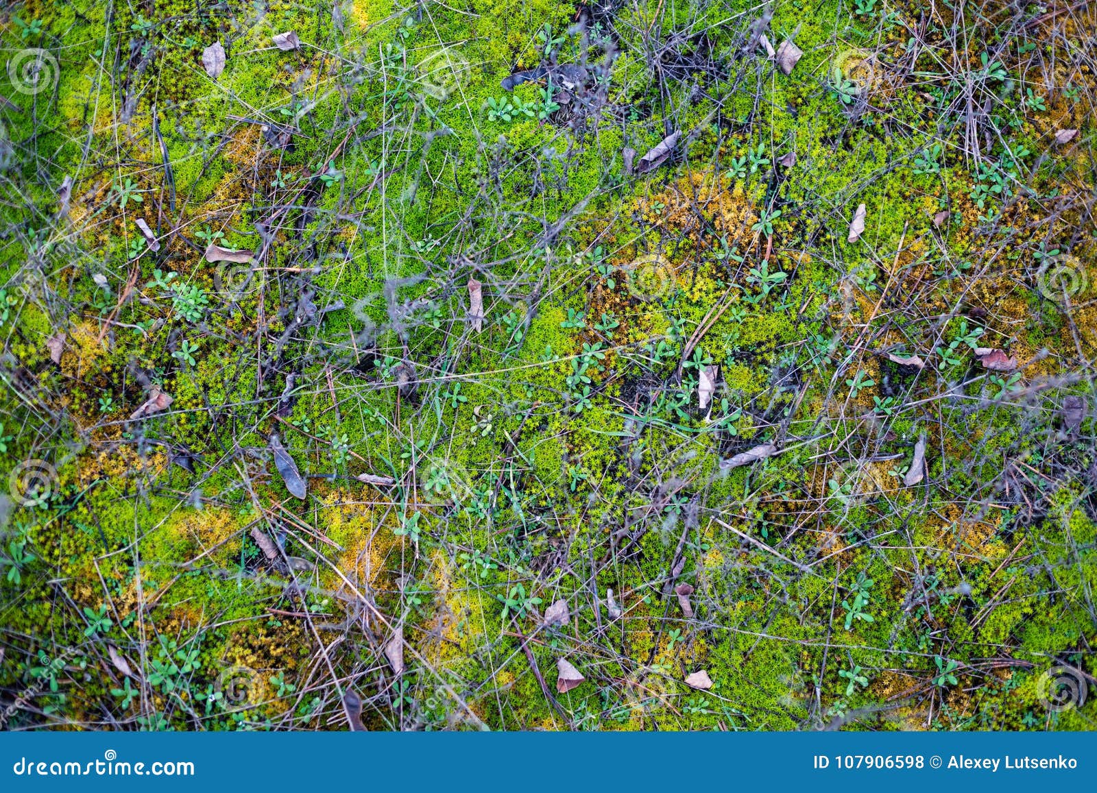 Natural Green Moss Background for Design. Stock Photo - Image of beauty ...