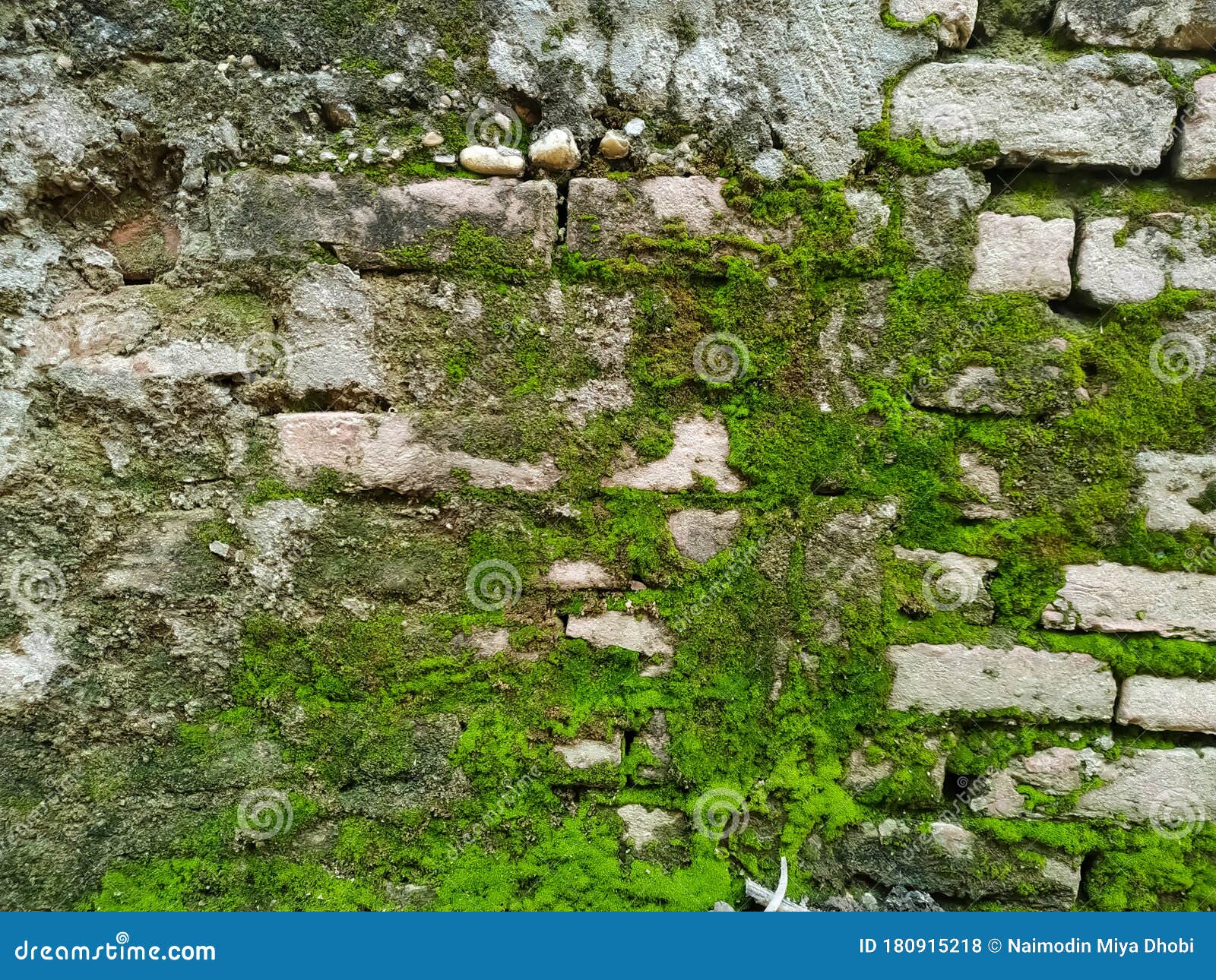 Natural Green Moss on Brick Wall Texture Background Stock Photo - Image ...