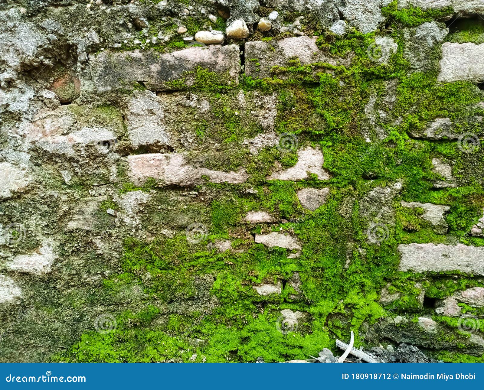 Natural Green Moss on Brick Wall Texture Background Stock Photo - Image ...