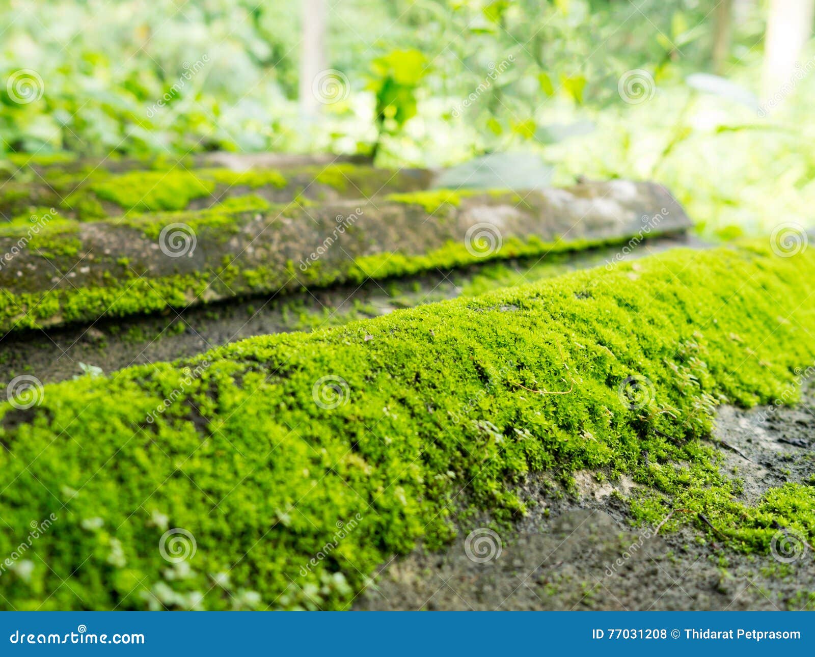 Natural Green Moss Texture on Tile Roof with Green Nature in Background ...