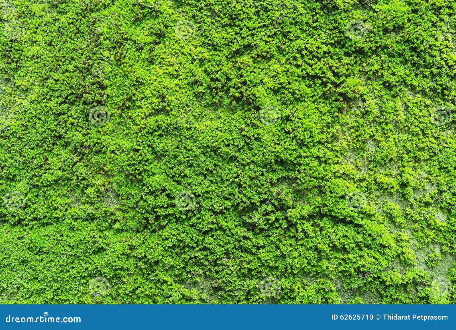 Natural green moss texture stock photo. Image of bunker - 62625710