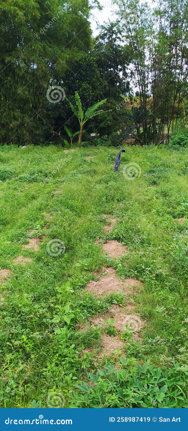 Natural Green Pasture, for Fodder Stock Image - Image of natural ...
