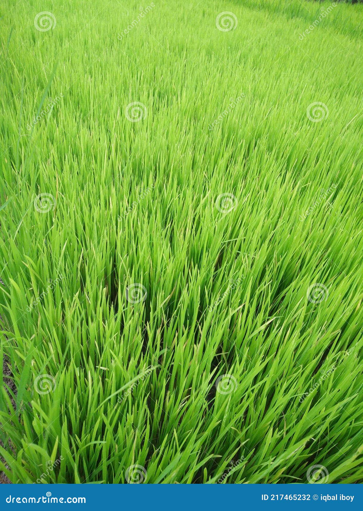 Natural green plain stock photo. Image of vegetable - 217465232