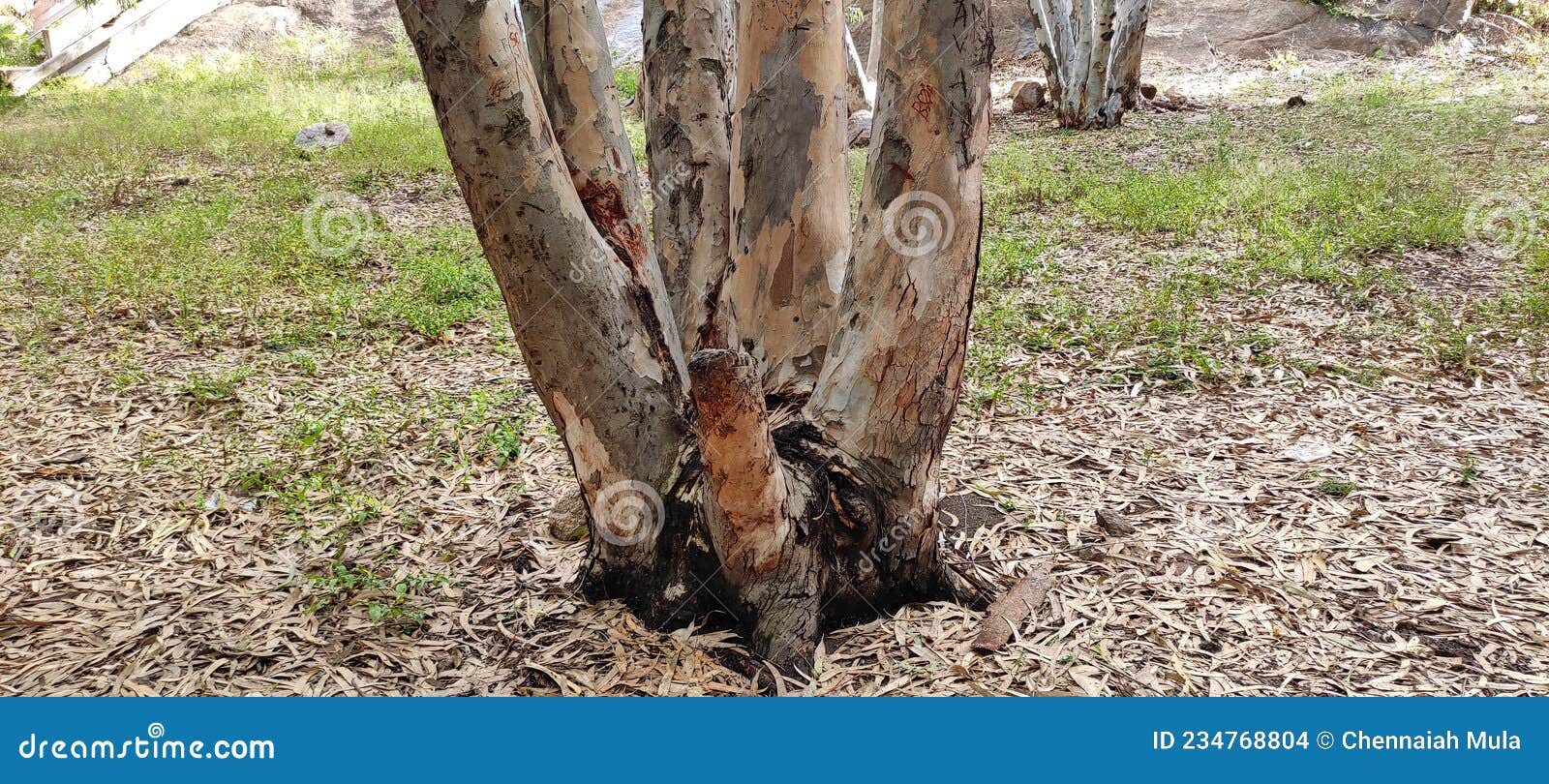 Natural Green Plant Outdoors Forest Tree on Ground Landscape Background ...