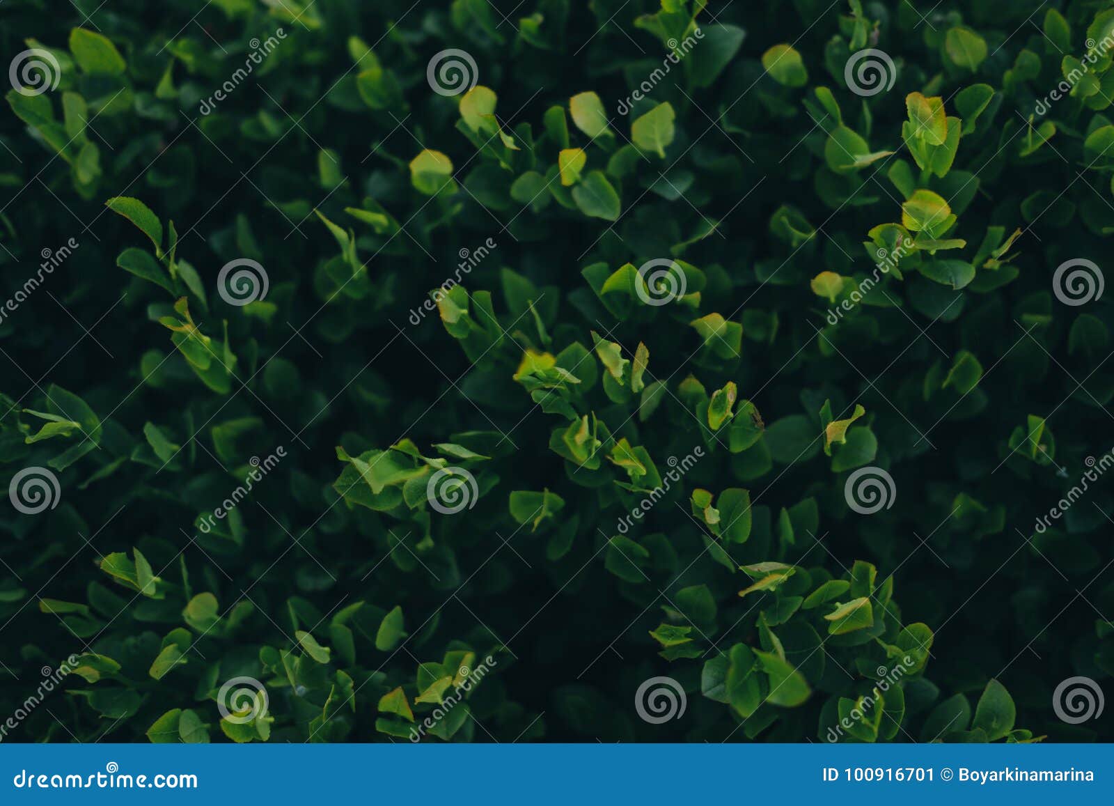 Natural Green Plant Texture. Top View Stock Image - Image of beauty ...