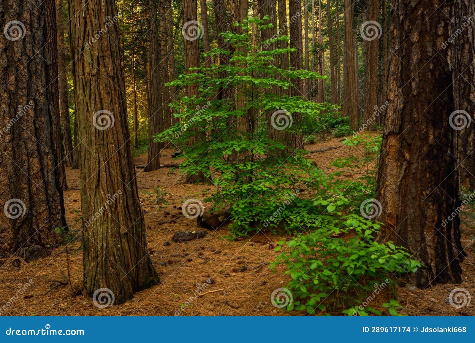 Natural Green Plant and Trees of Forest Stock Photo - Image of plant ...