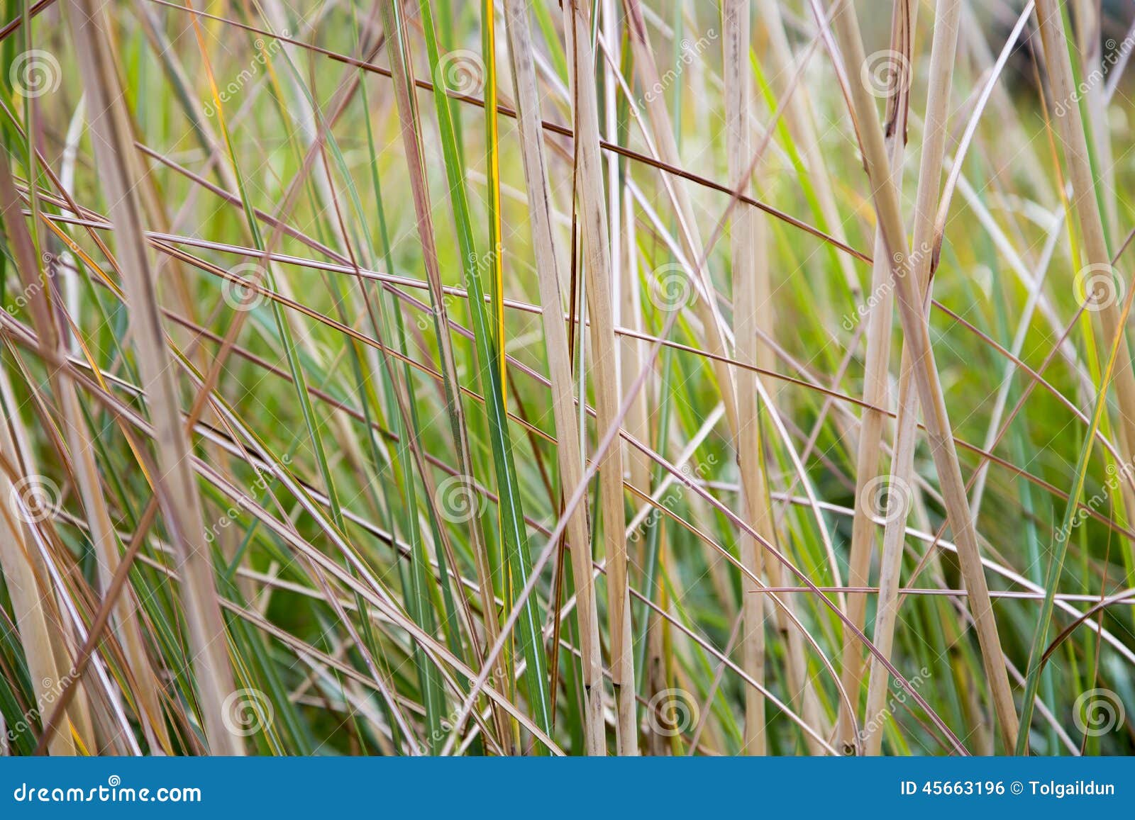 Natural Green Reeds Texture Background Stock Photo - Image of grass ...