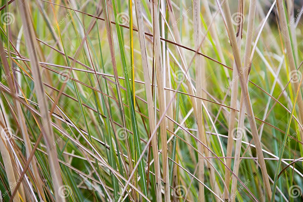 Natural Green Reeds Texture Background Stock Photo - Image of grass ...