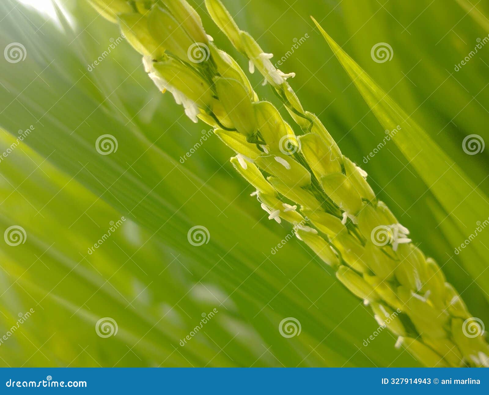 Natural Green Rice Background Wallpapers Stock Image - Image of asia ...