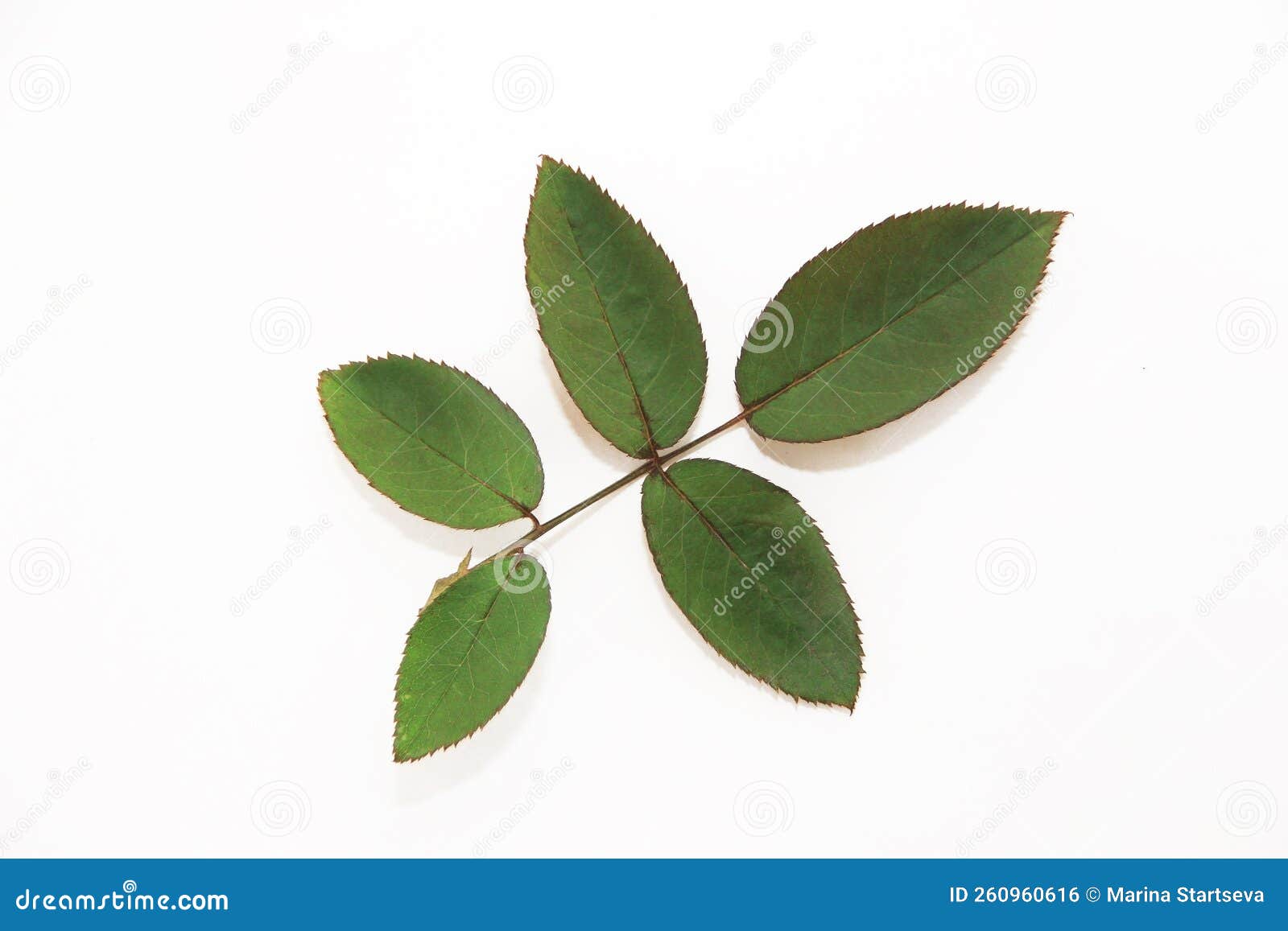 Natural Green Rose Leaf on White Background Stock Photo - Image of ...
