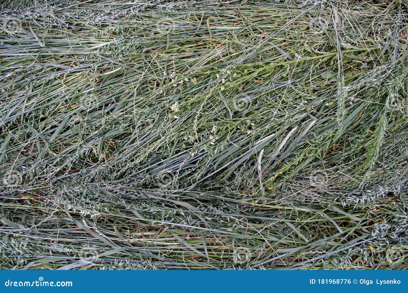 Natural Green Sloping Grass Field Background Stock Photo - Image of ...