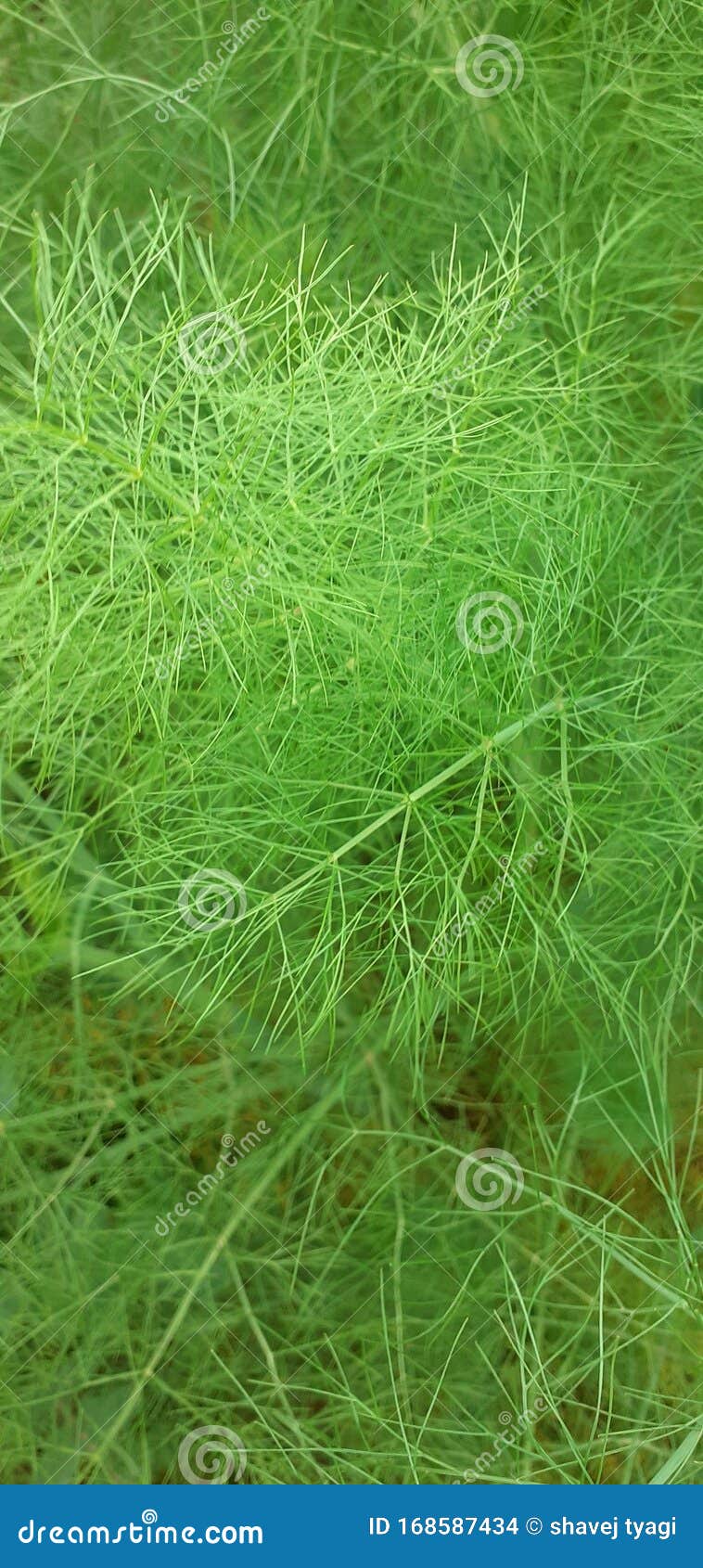 Natural Green Soya Tree Wallpaper Stock Photo - Image of natural, soya ...