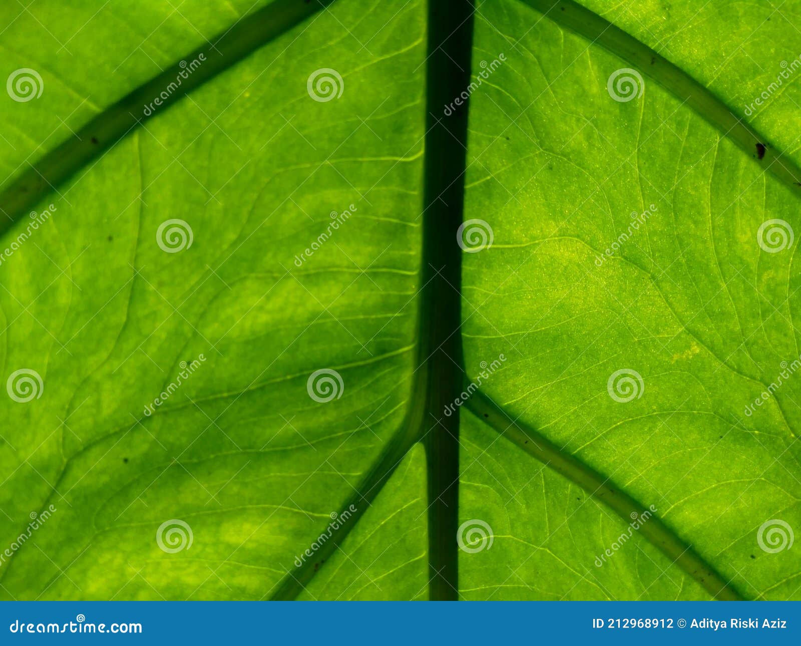 The Natural Green Texture Background. the Background Suitable for ...