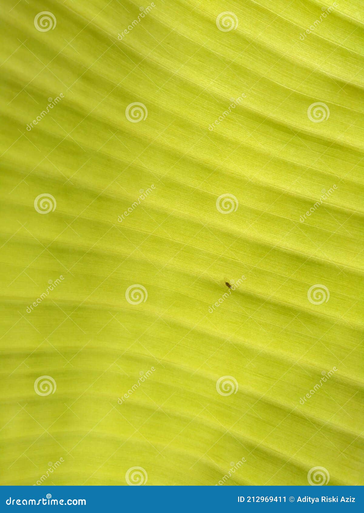 The Natural Green Texture Background. the Background Suitable for ...