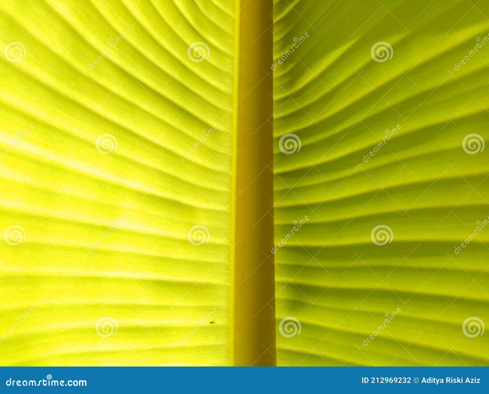 The Natural Green Texture Background. the Background Suitable for ...