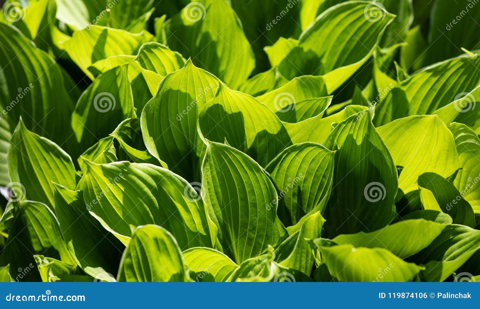 Natural Green Texture Background Stock Photo - Image of freshness ...