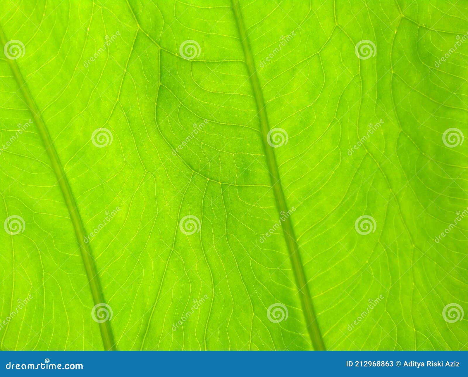 The Natural Green Texture Background. the Background Suitable for ...