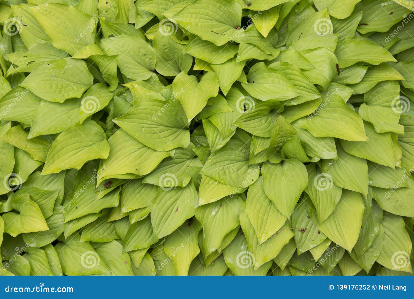 Background Texture of Hosta Leaves Stock Photo - Image of south ...