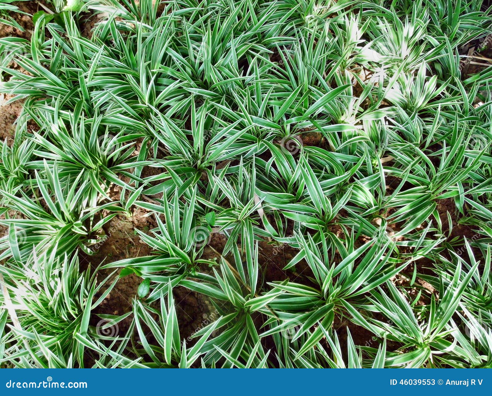 Natural Green Texture stock image. Image of small, texture - 46039553