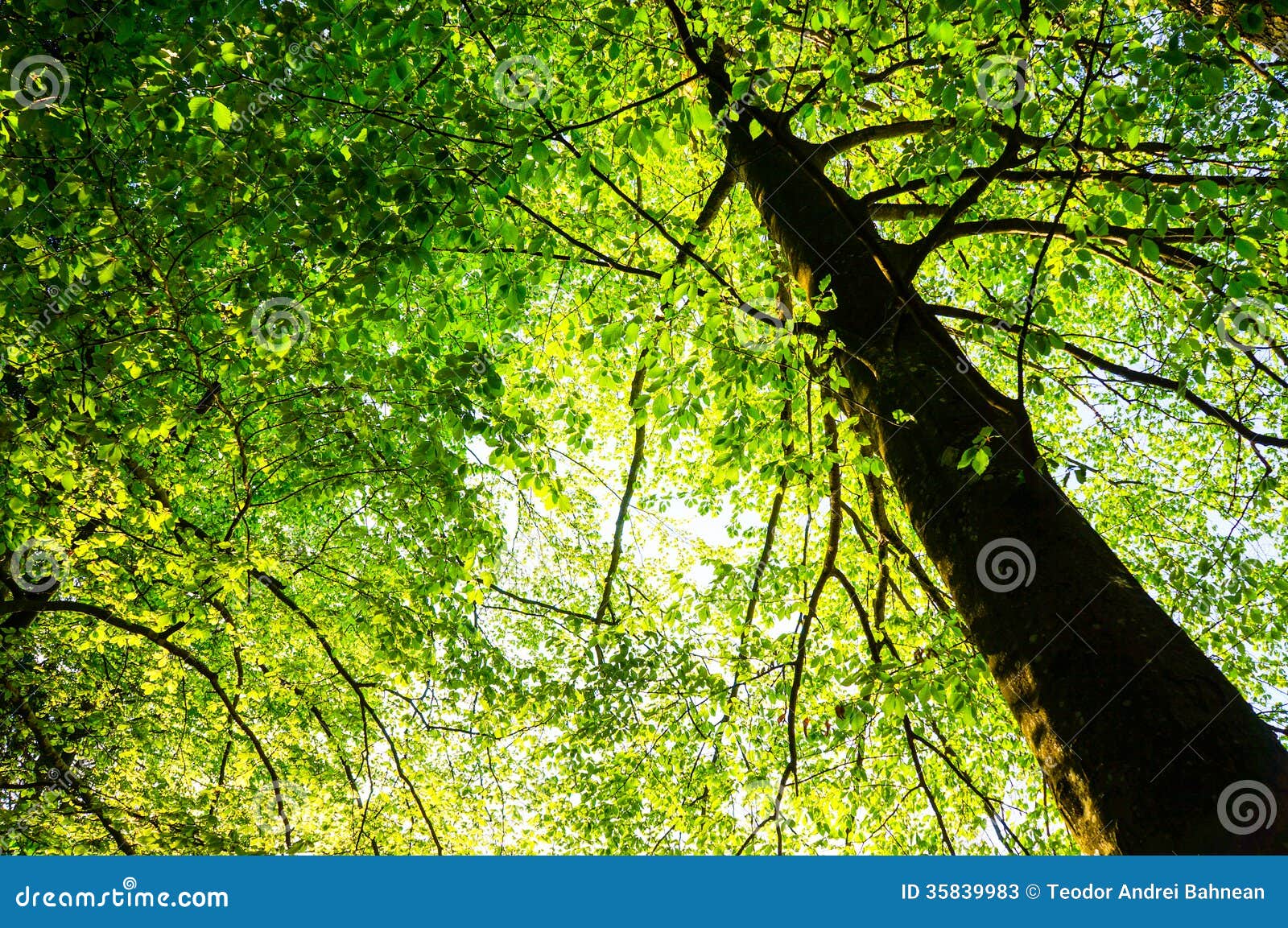 Natural green tree stock image. Image of nature, summer - 35839983