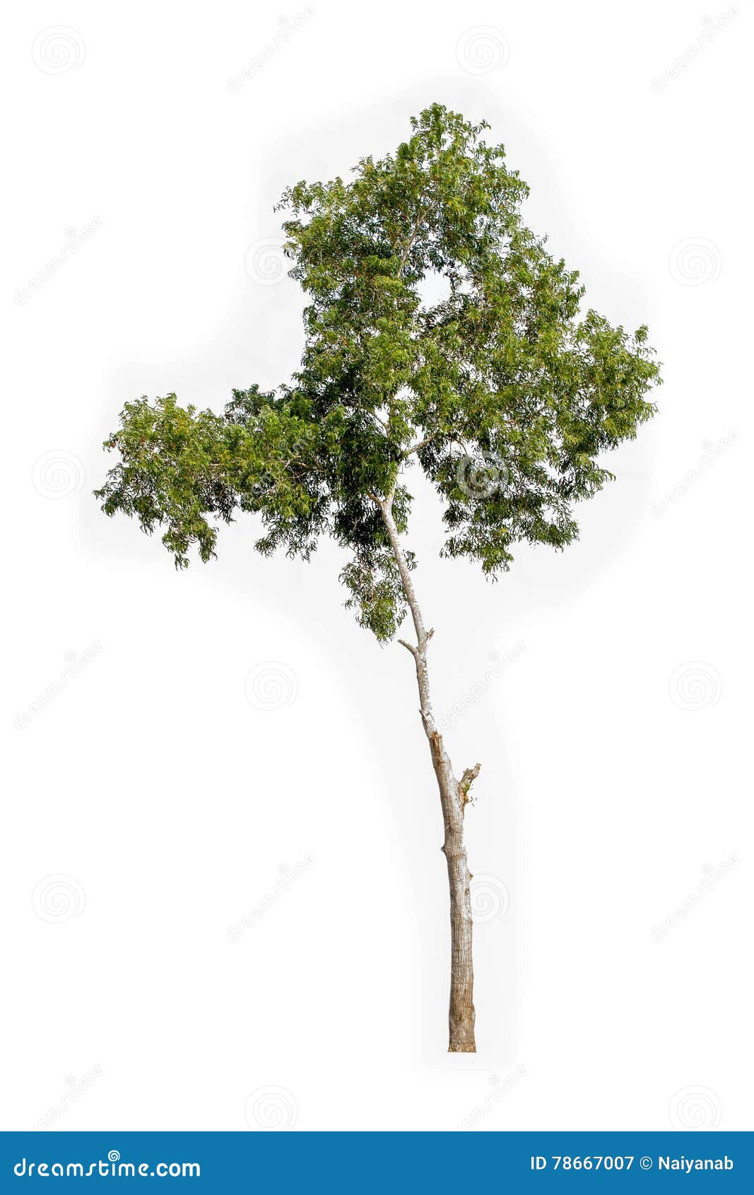 Natural green tree stock image. Image of isolated, branch - 78667007