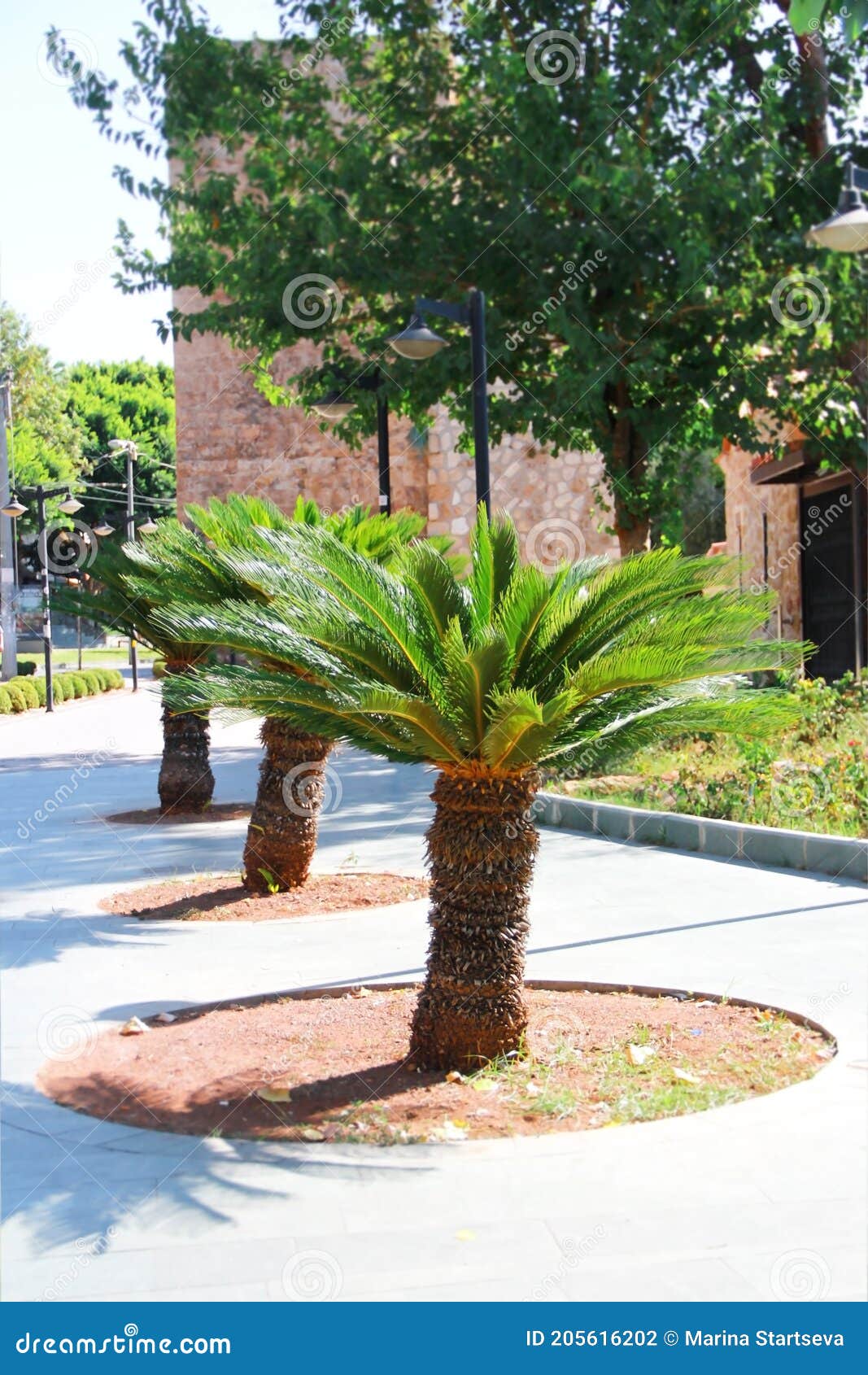 Natural Green Tree Palm with Sharp Leaves Stock Photo - Image of nature ...