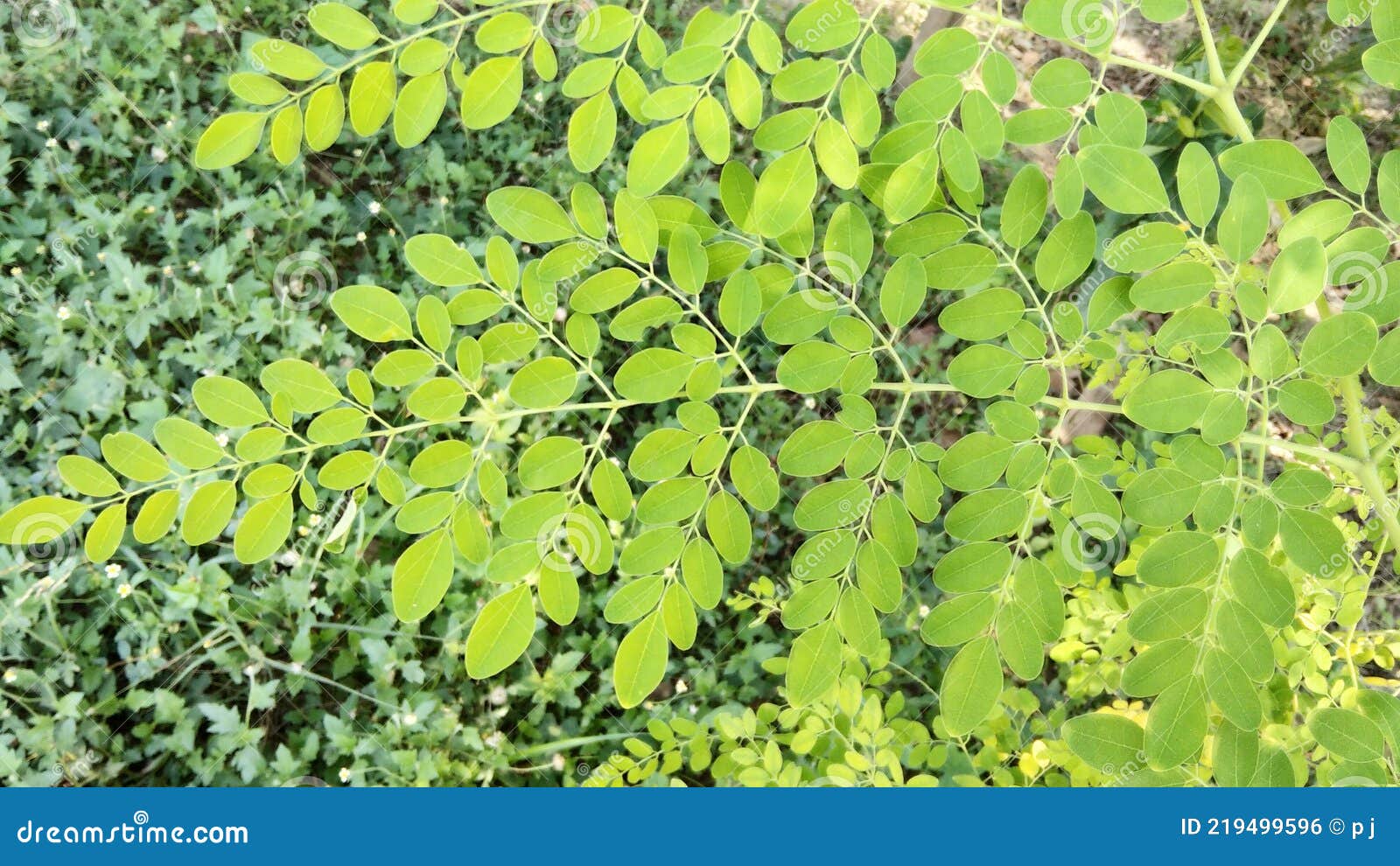 Natural green tree pati stock photo. Image of green - 219499596