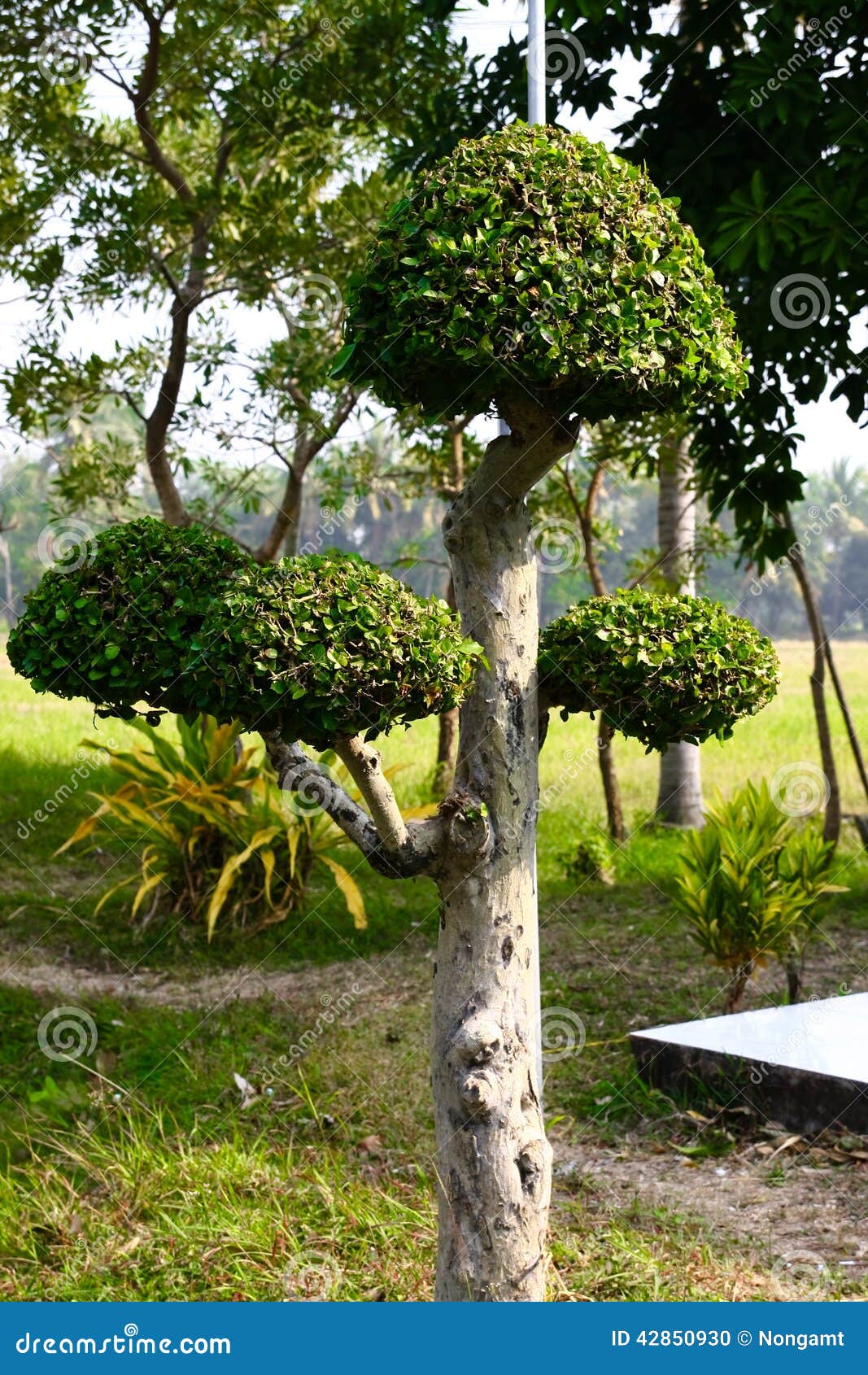 Natural green tree shape stock photo. Image of forest - 42850930