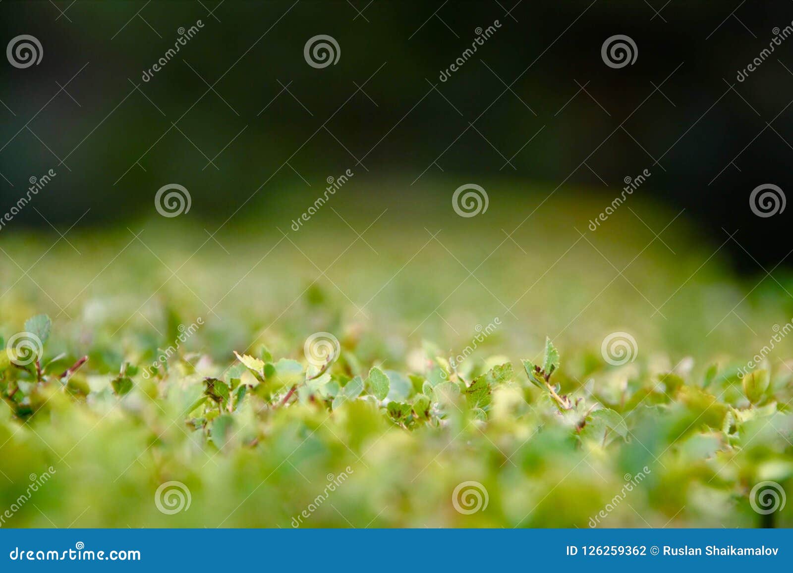 Focused Natural Green Bushes Background Stock Photo - Image of grass ...