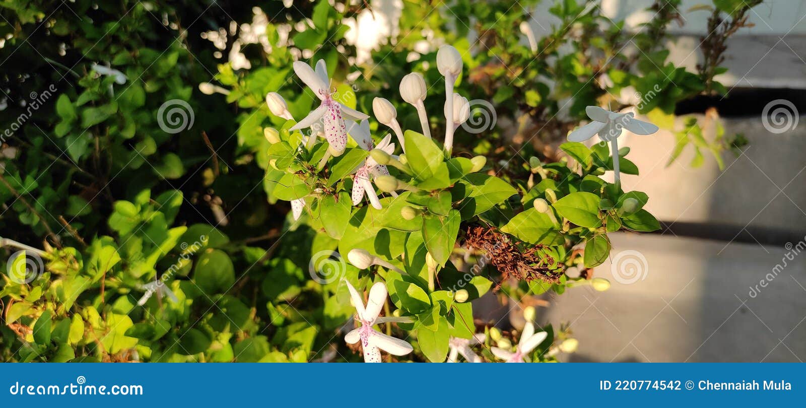 Natural Green Trees and Flowers Landscape Background Image Stock Photo ...