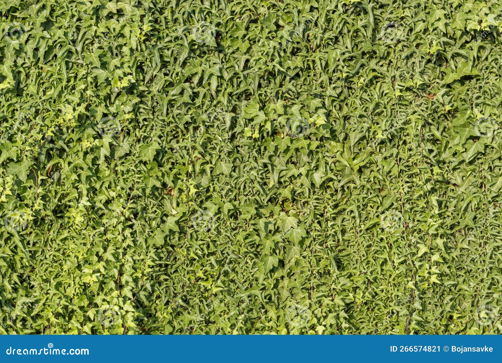 Natural Green Wall Useful for Background Image Stock Image - Image of ...