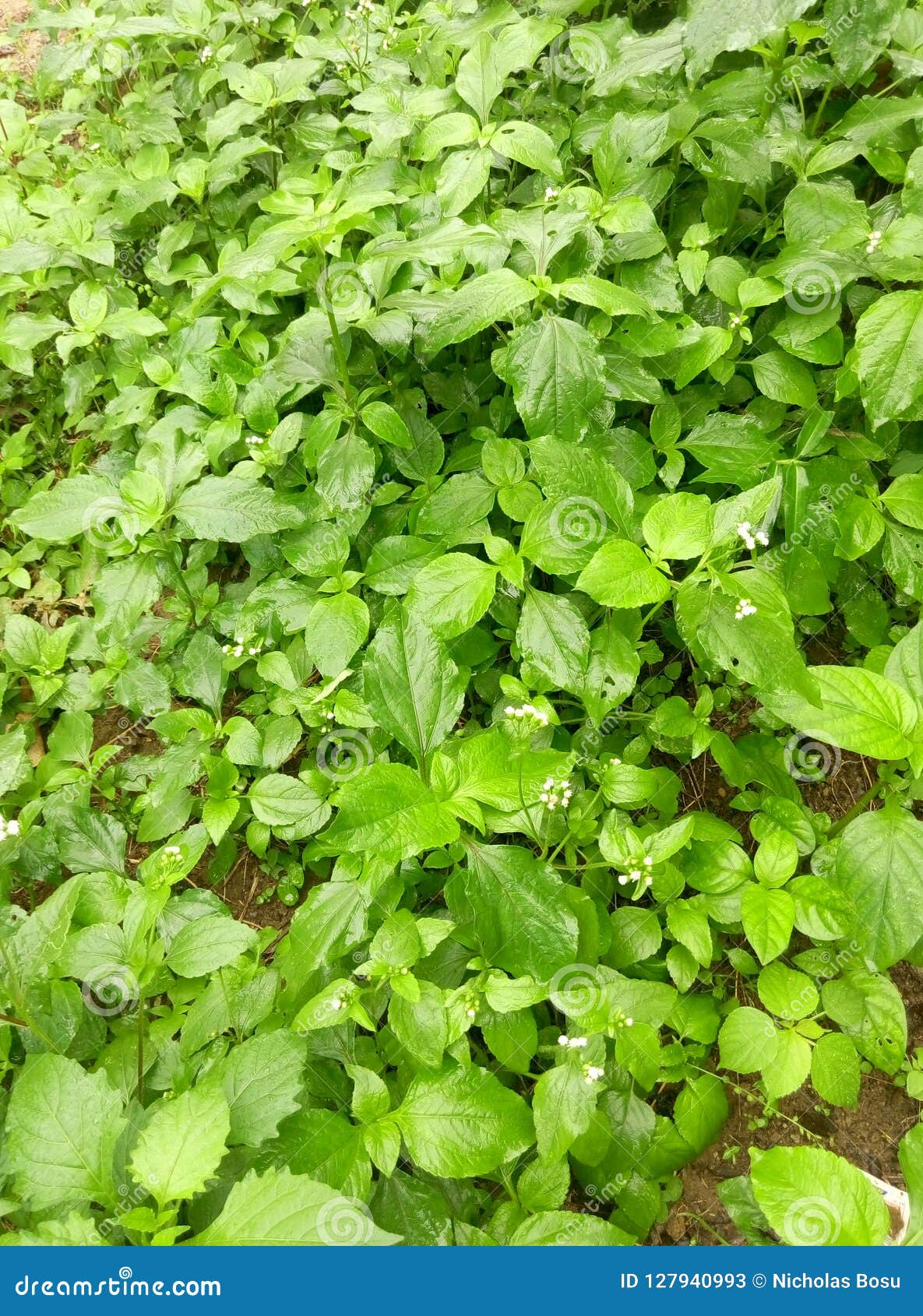 Natural stock image. Image of plants, compound, pastures - 127940993