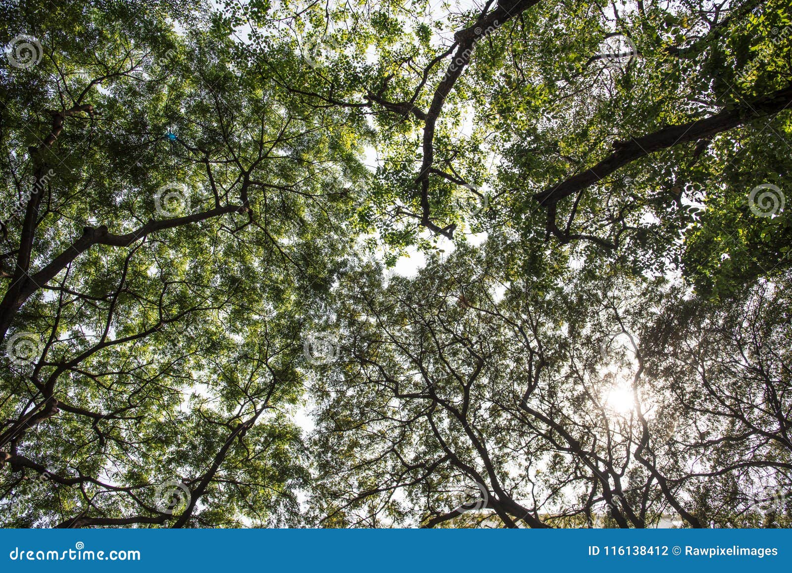 A Natural Greenery Foliage in a Park Stock Photo - Image of green ...