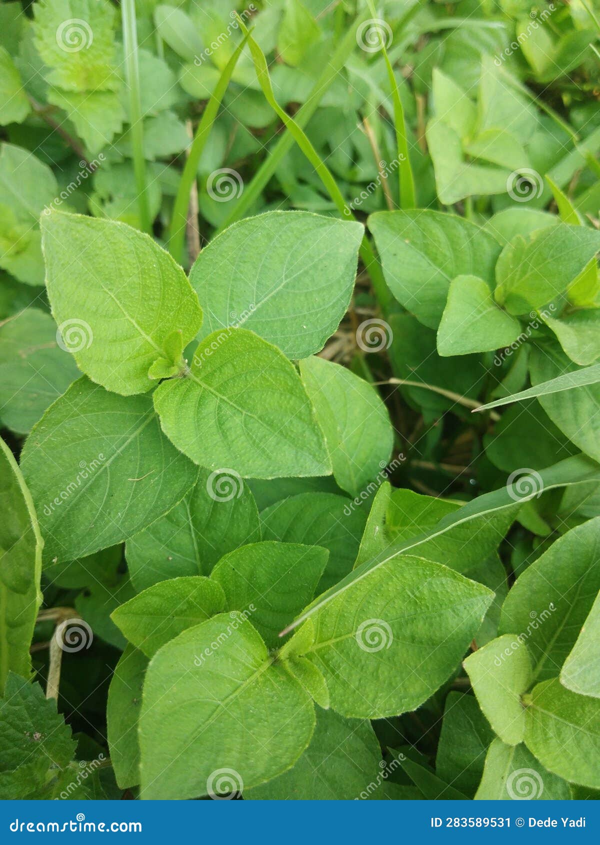 Natural Greenery Growing Wild Around the Garden Stock Image - Image of ...