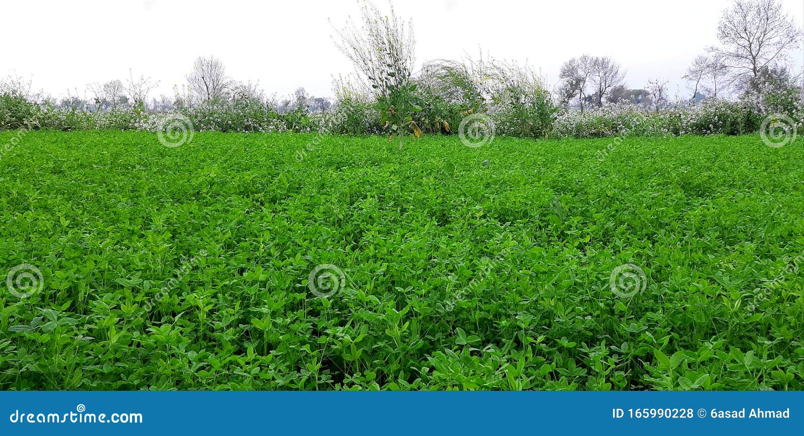 Natural greenery of Punjab stock photo. Image of greenery - 165990228