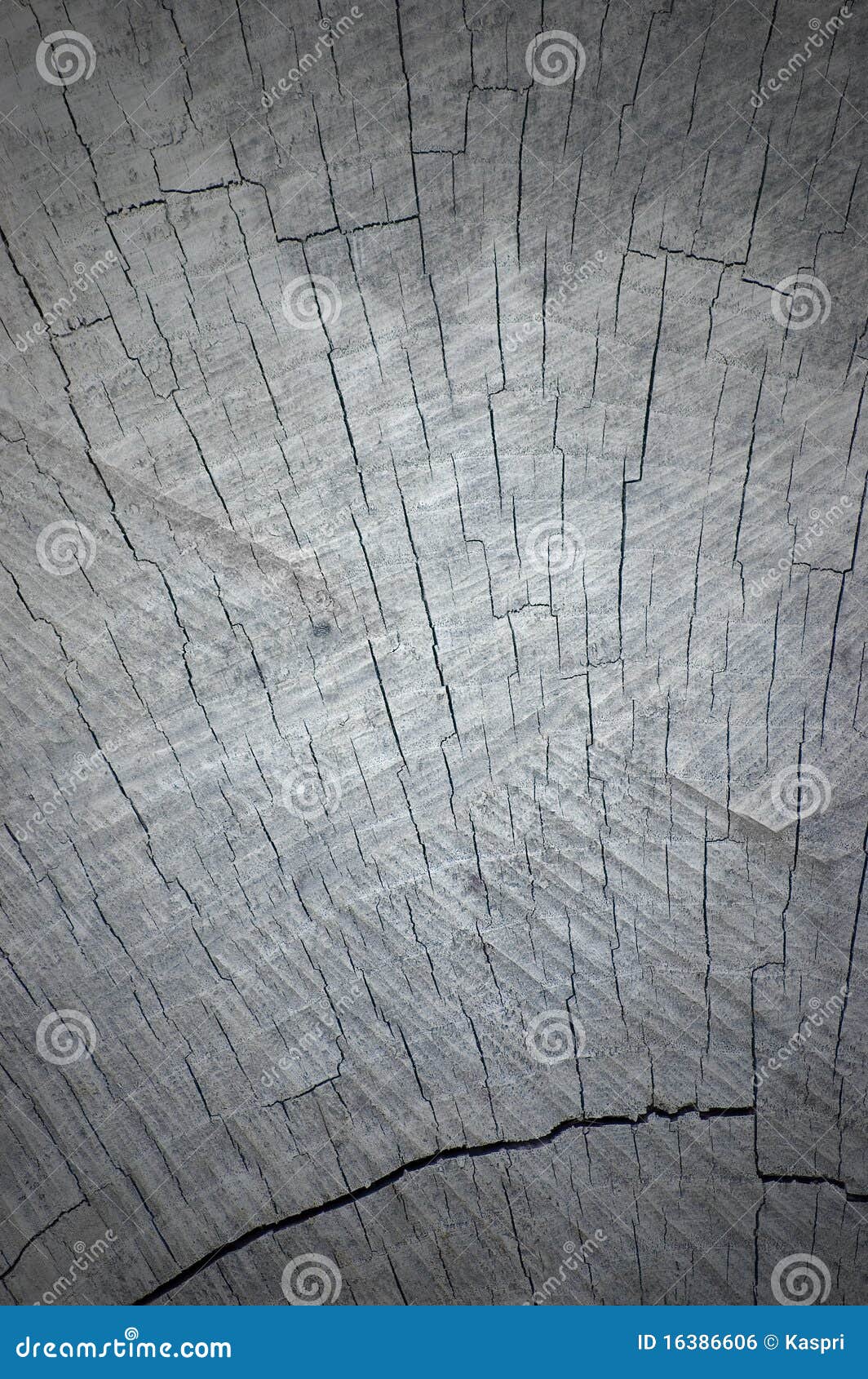 Natural Grey Tree Stump Cut Vignetted Texture Stock Photo - Image of ...